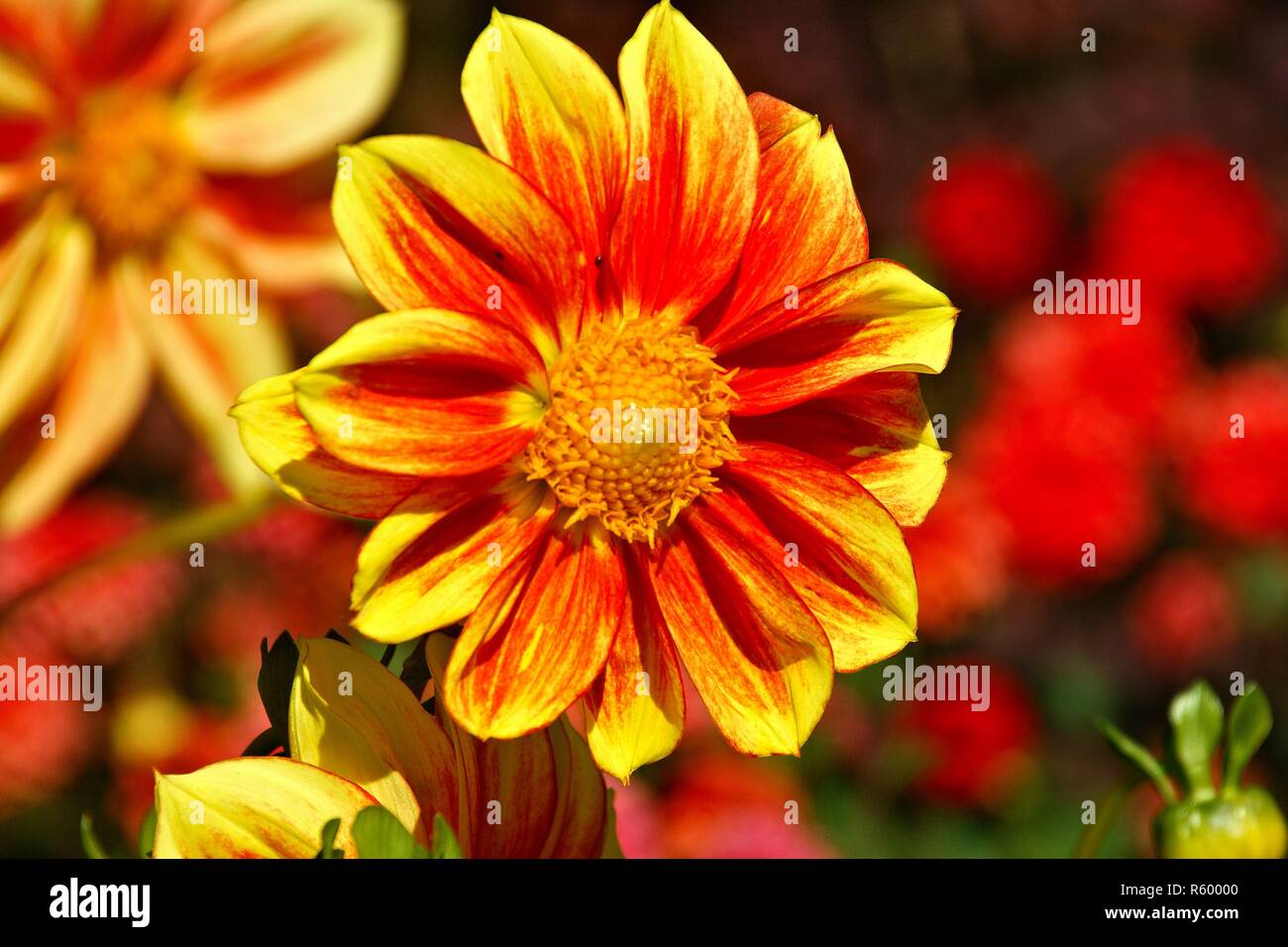 Fiery autumn hi-res stock photography and images - Alamy