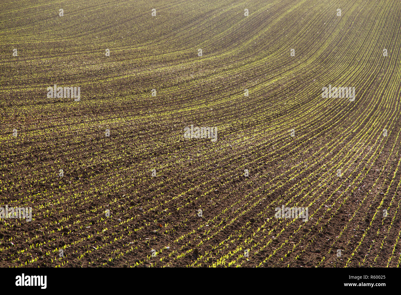 Wellige hi-res stock photography and images - Alamy