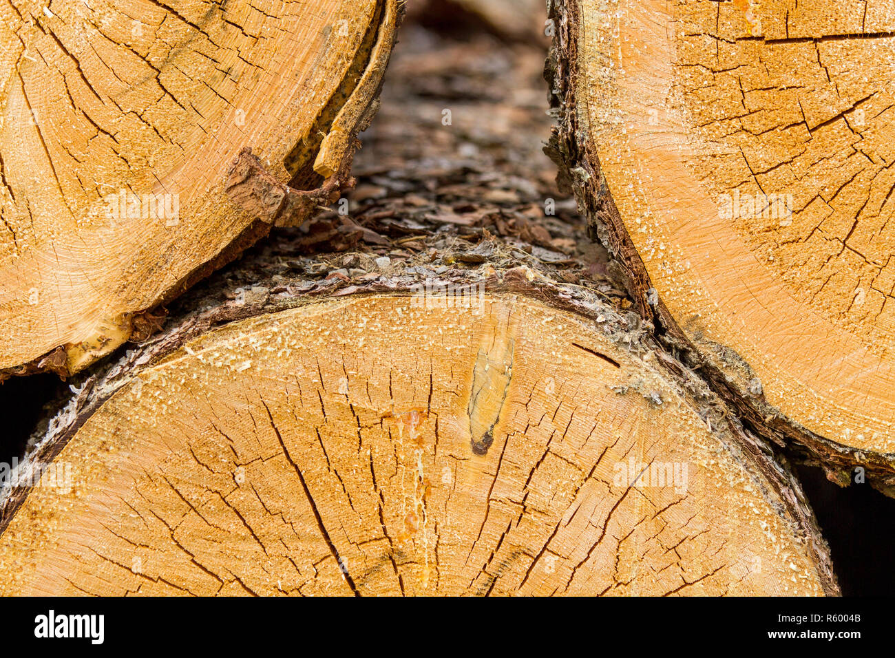 freshly cut tree trunks Stock Photo - Alamy