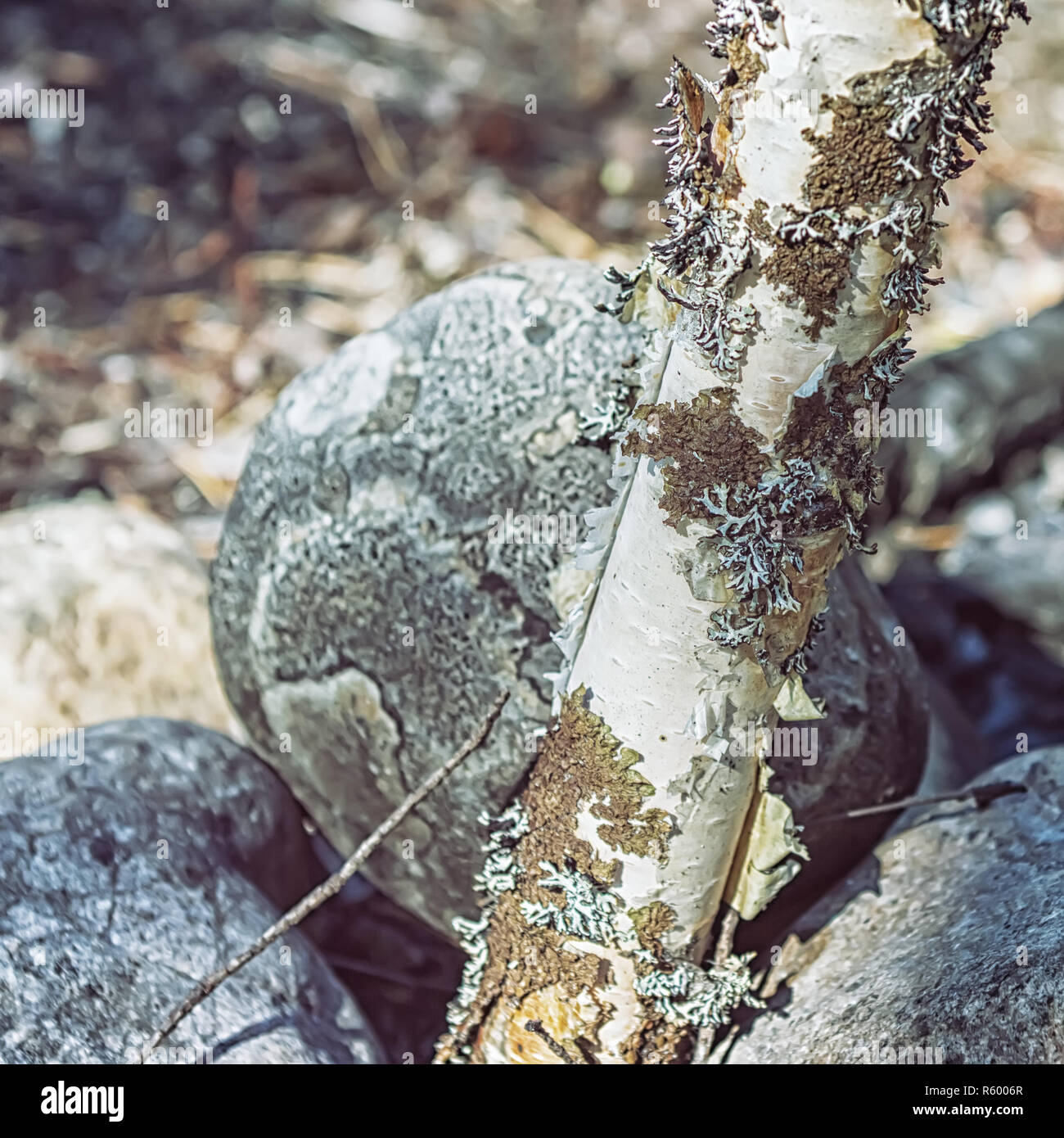 Natural Lichen Texture Background Stock Photo - Alamy