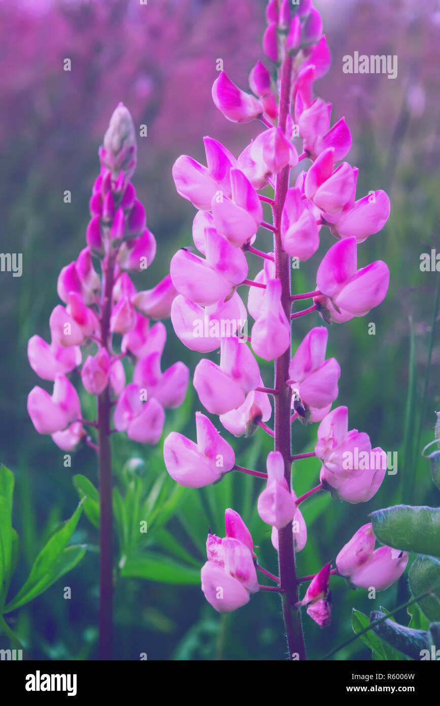 Beautiful nature lupine photo hi-res stock photography and images - Alamy