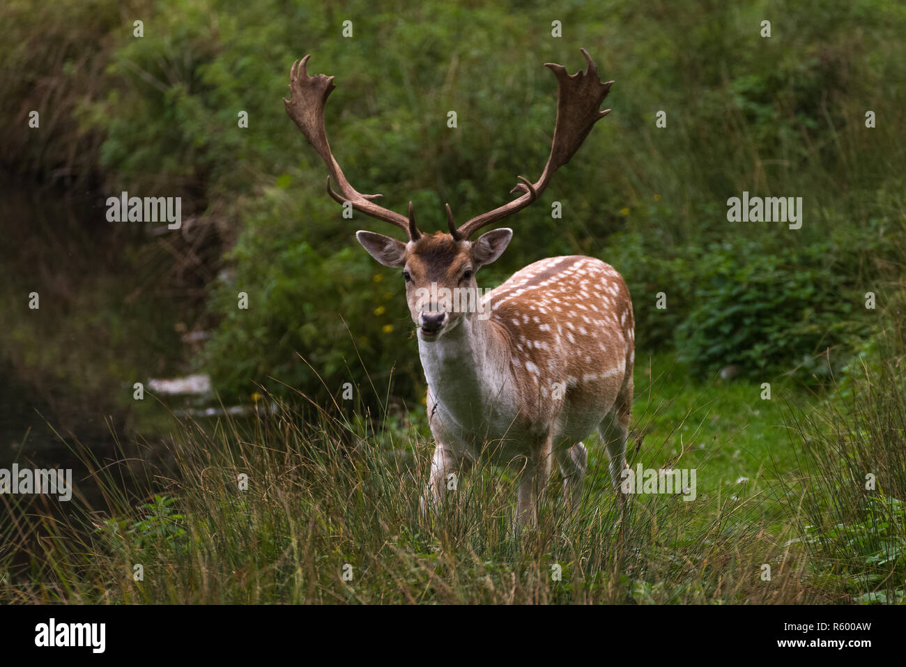 picture of deer Stock Photo - Alamy