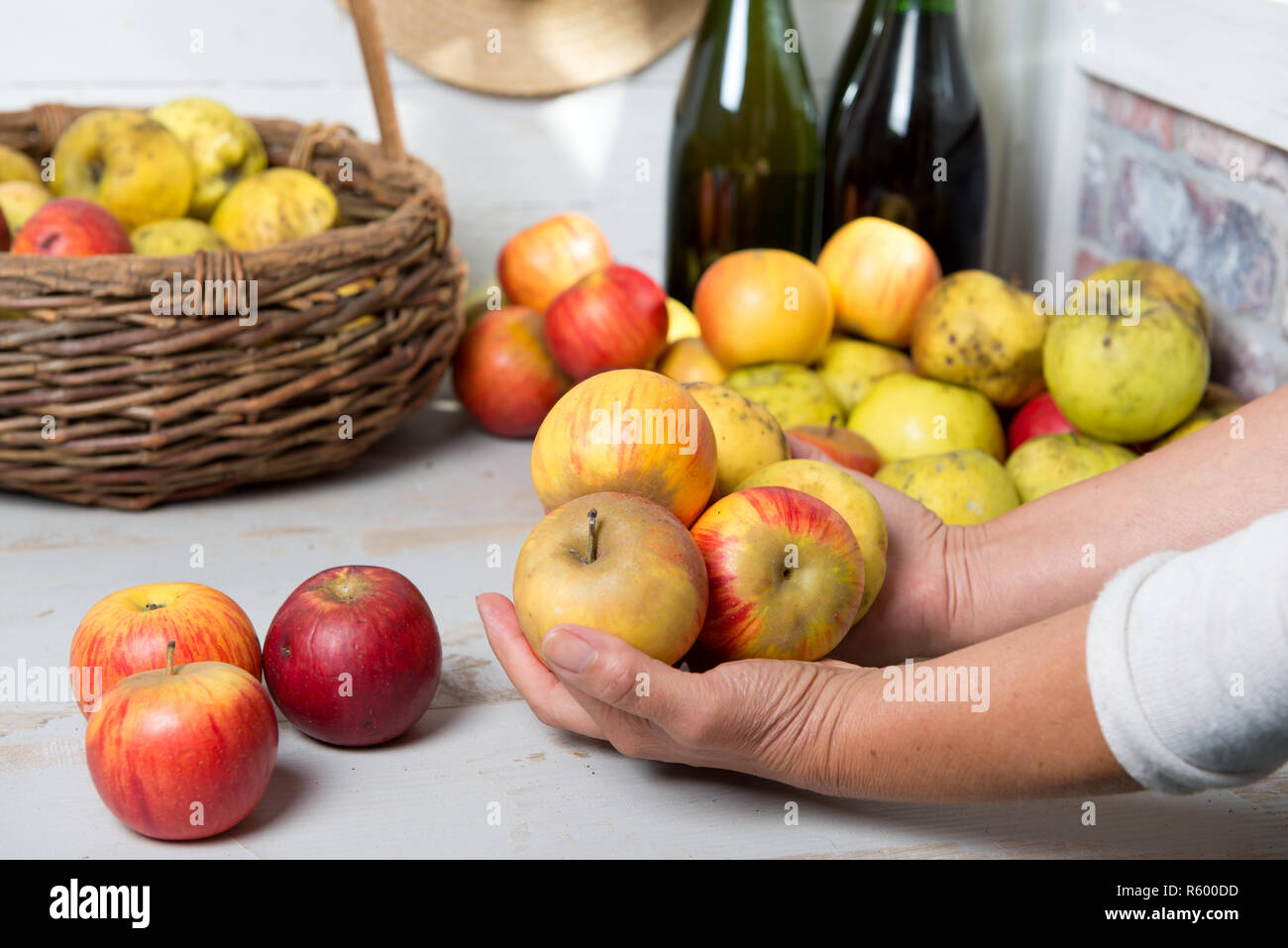 Apples orchard normandy hi-res stock photography and images - Alamy