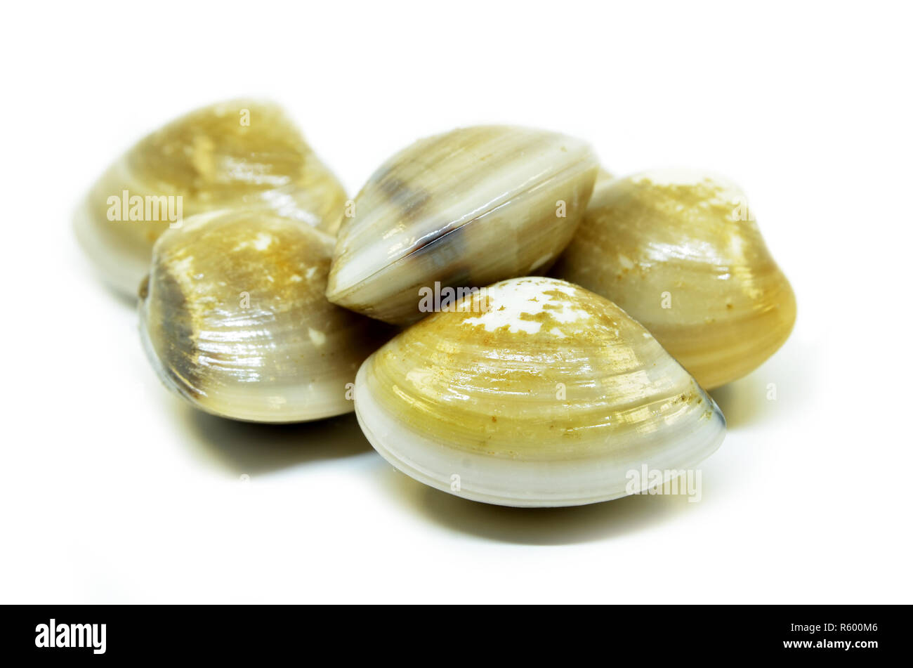 Pipi clam hi-res stock photography and images - Alamy