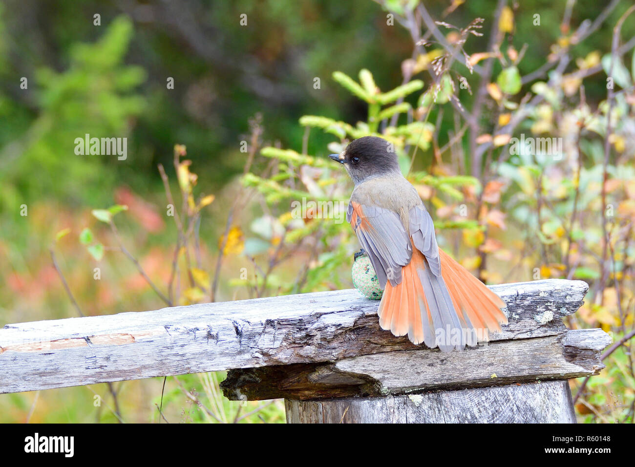 Ungla hi-res stock photography and images - Alamy