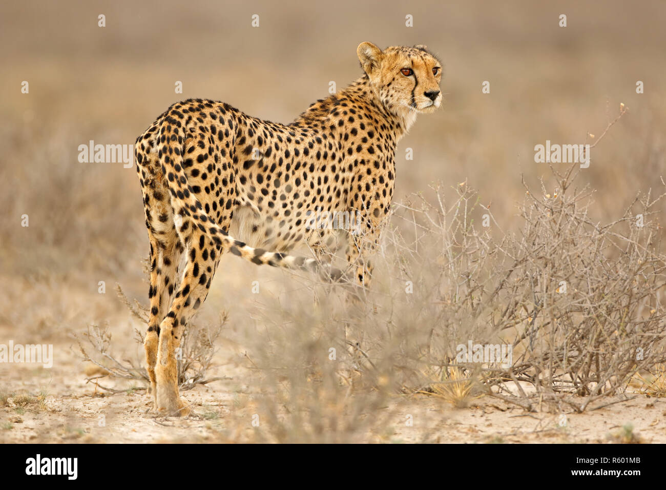 Cheetah in natural habitat Stock Photo - Alamy