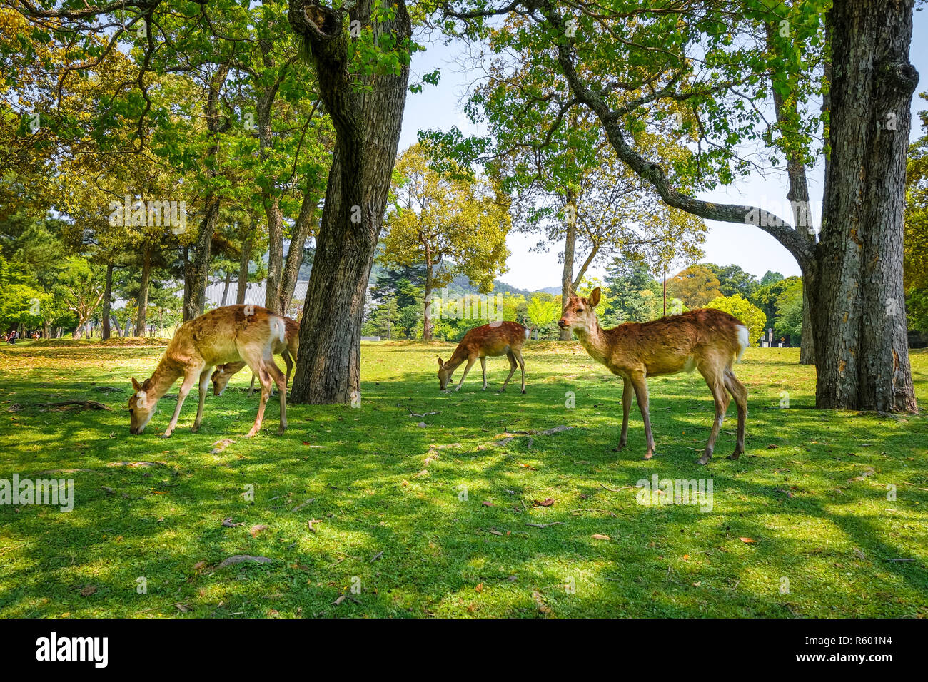 Sika deer japan city hi-res stock photography and images - Alamy