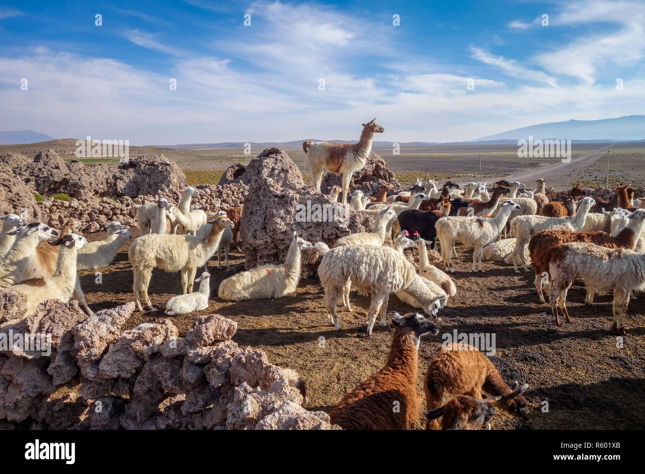 Lamas lamas herd in eduardo avaroa national park hi-res stock ...