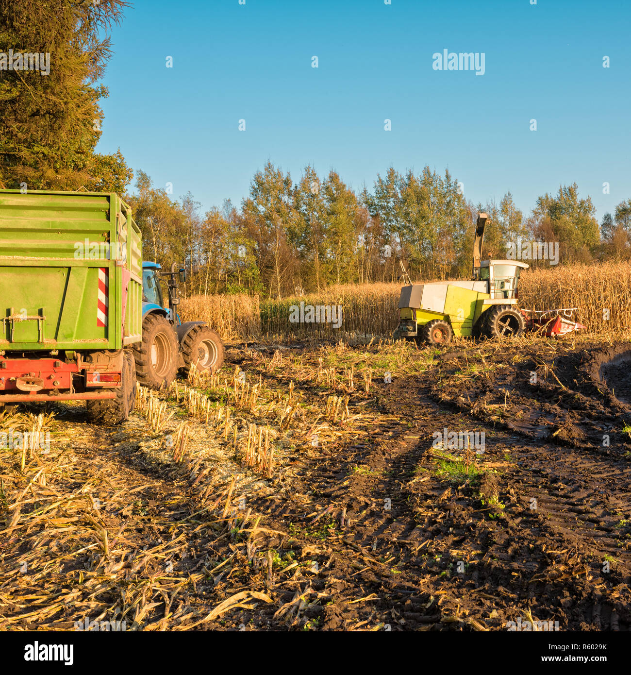 Cultured corn hi-res stock photography and images - Alamy