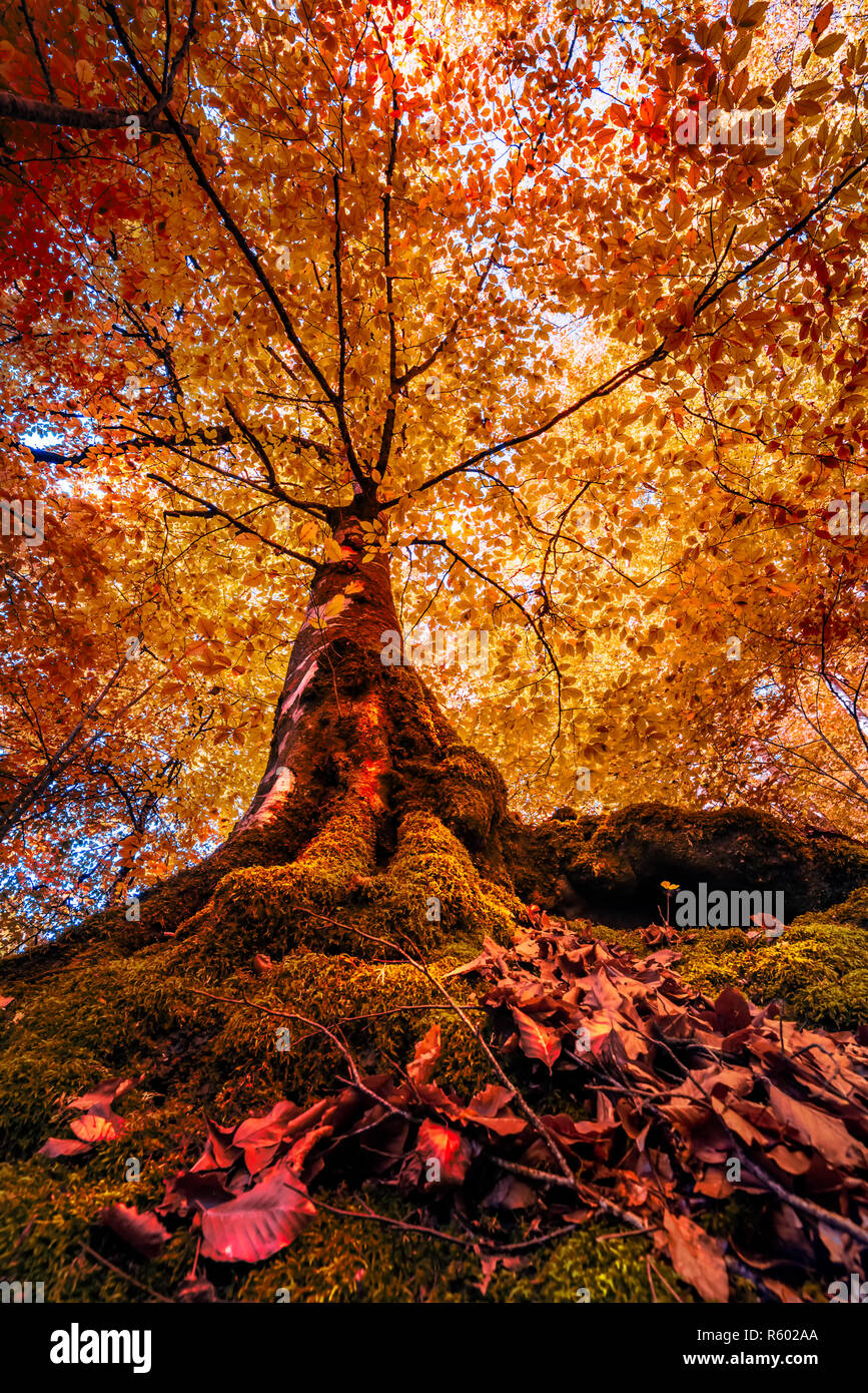 Bottom view of tops of trees with orange and red leaves in autumn ...