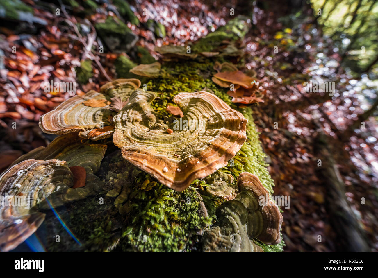 Wild Artist's Conk (Ganoderma applanatum) growing on a dead tree in the ...