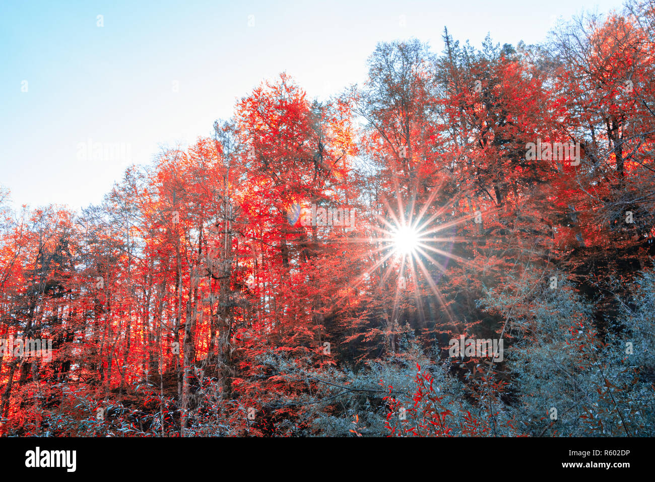 View of trees with orange and red leaves in autumn.Morning scene in ...
