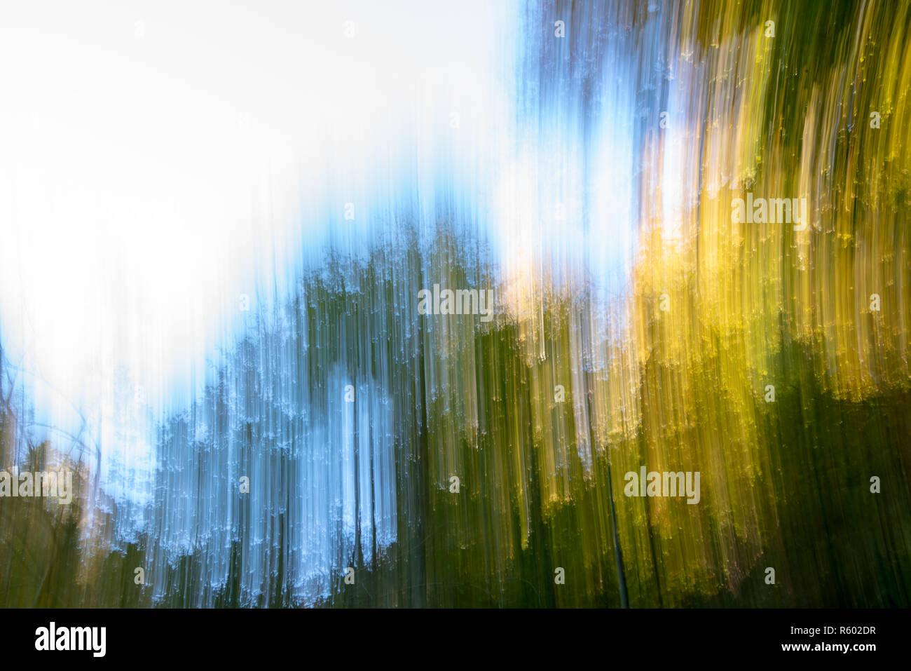 Long exposure or slow shutter speed photography of trees in forest ...