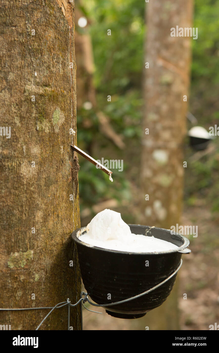 India rubber juice hi-res stock photography and images - Alamy