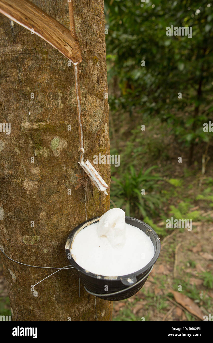 India rubber juice hi-res stock photography and images - Alamy