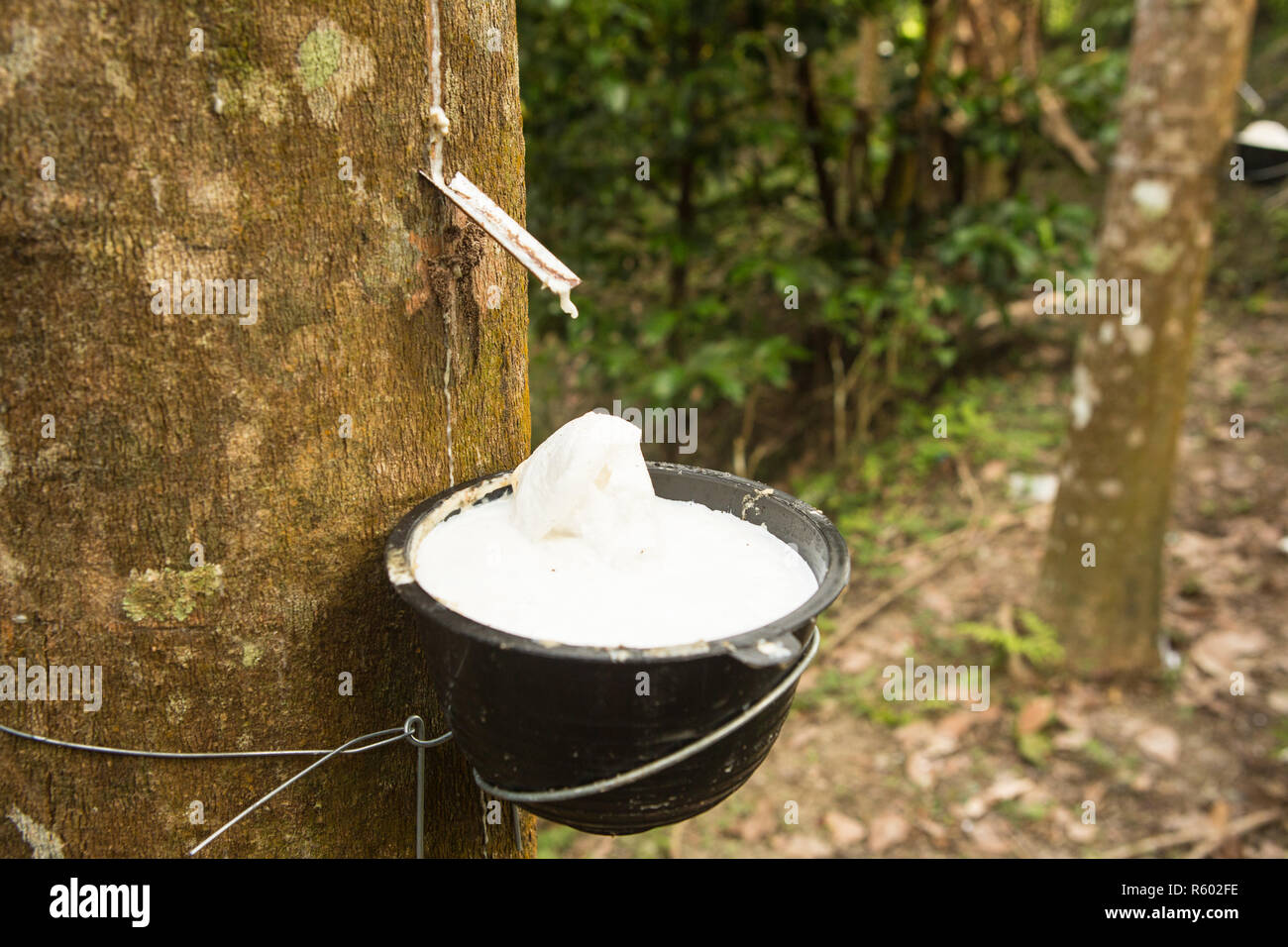 India rubber juice hi-res stock photography and images - Alamy