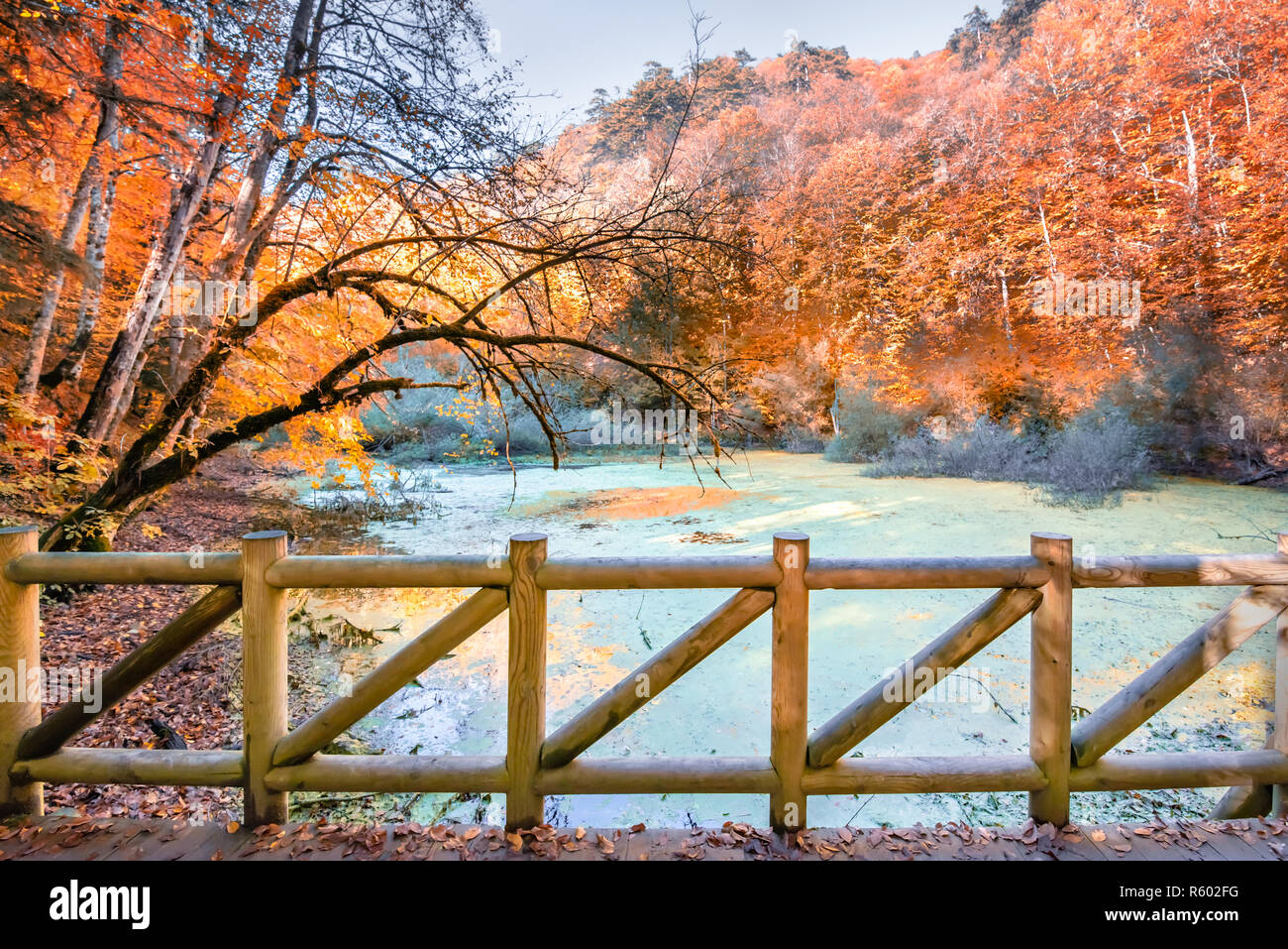 Autumn color of pond at Yedigoller Nature park located in Bolu,Turkey ...