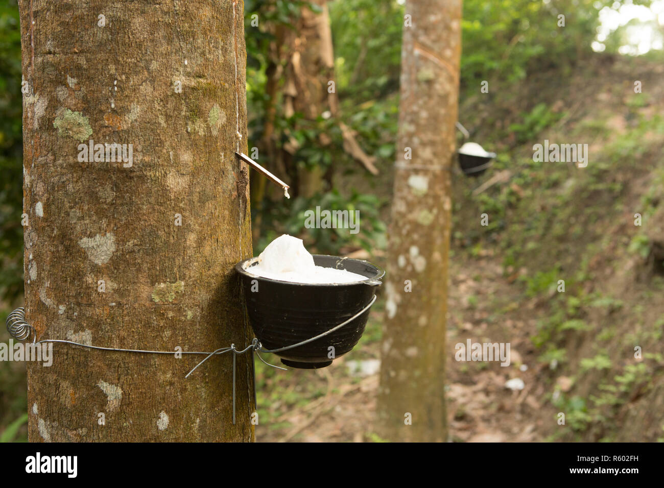India rubber juice hi-res stock photography and images - Alamy