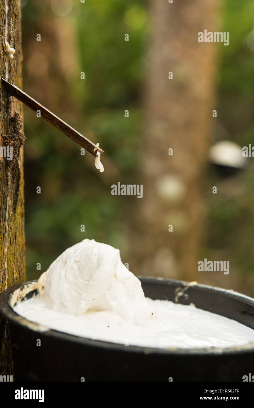 India rubber juice hi-res stock photography and images - Alamy