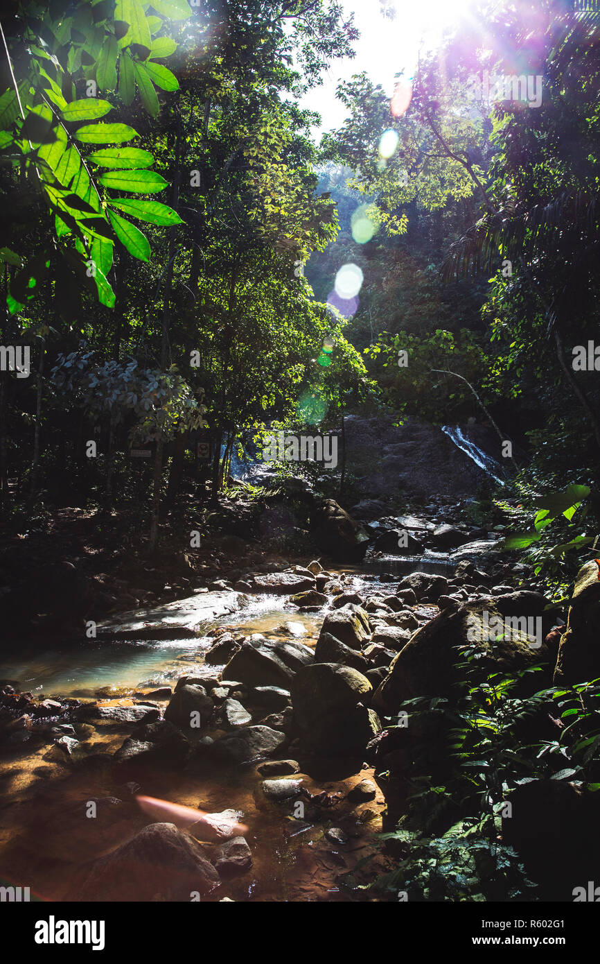 Thick vegetation at the Pulai waterfall, Johor Bahru, Malaysia Stock ...