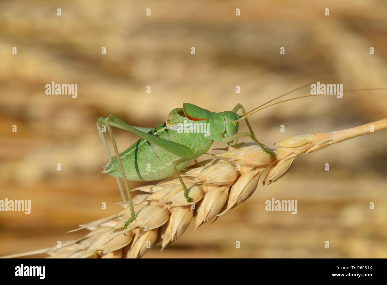 Isophya. Grasshopper is an isophy on a wheat spikelet Stock Photo - Alamy