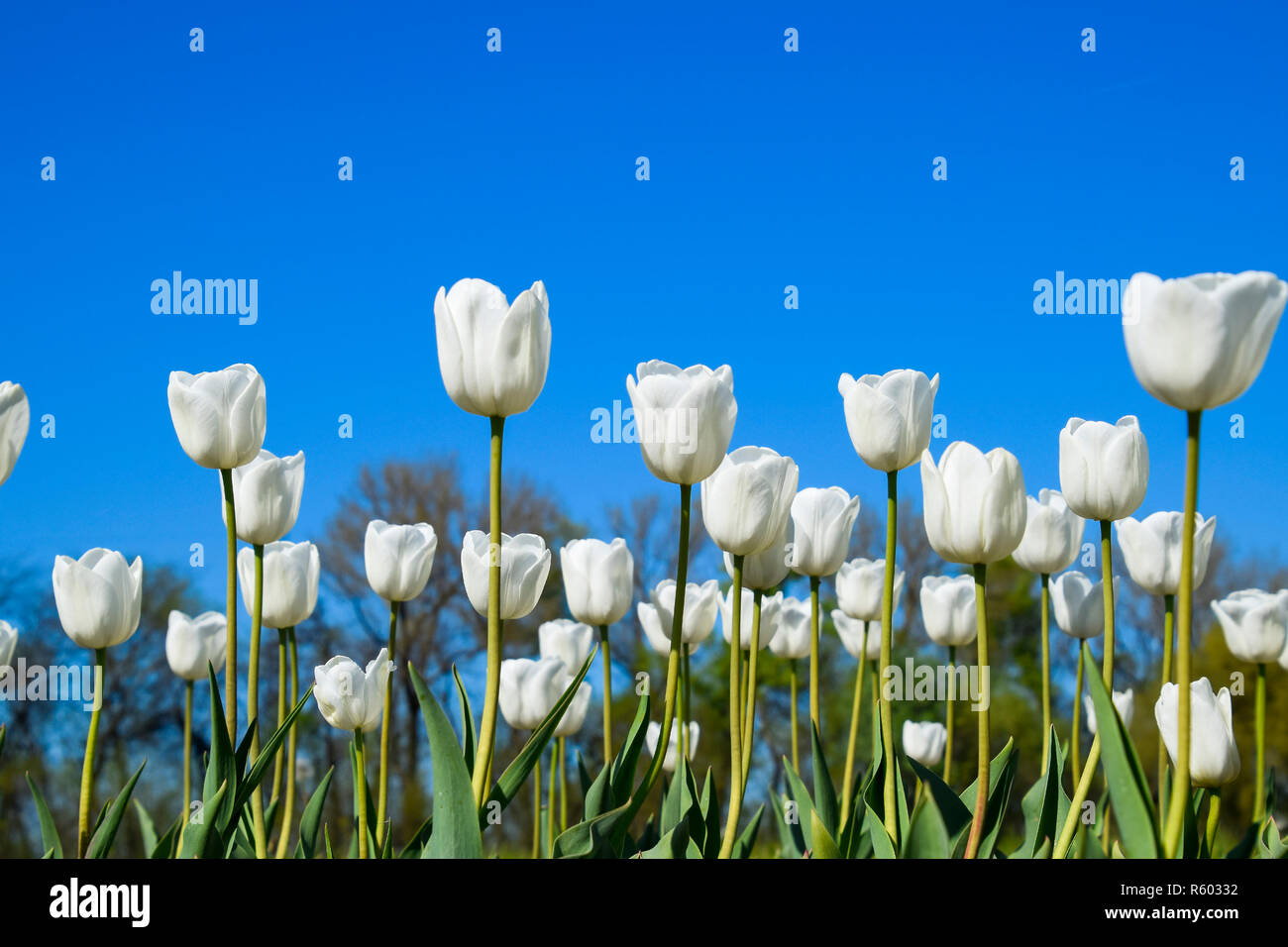 Better tulip flowers against the blue sky. A flower bed with tul Stock ...