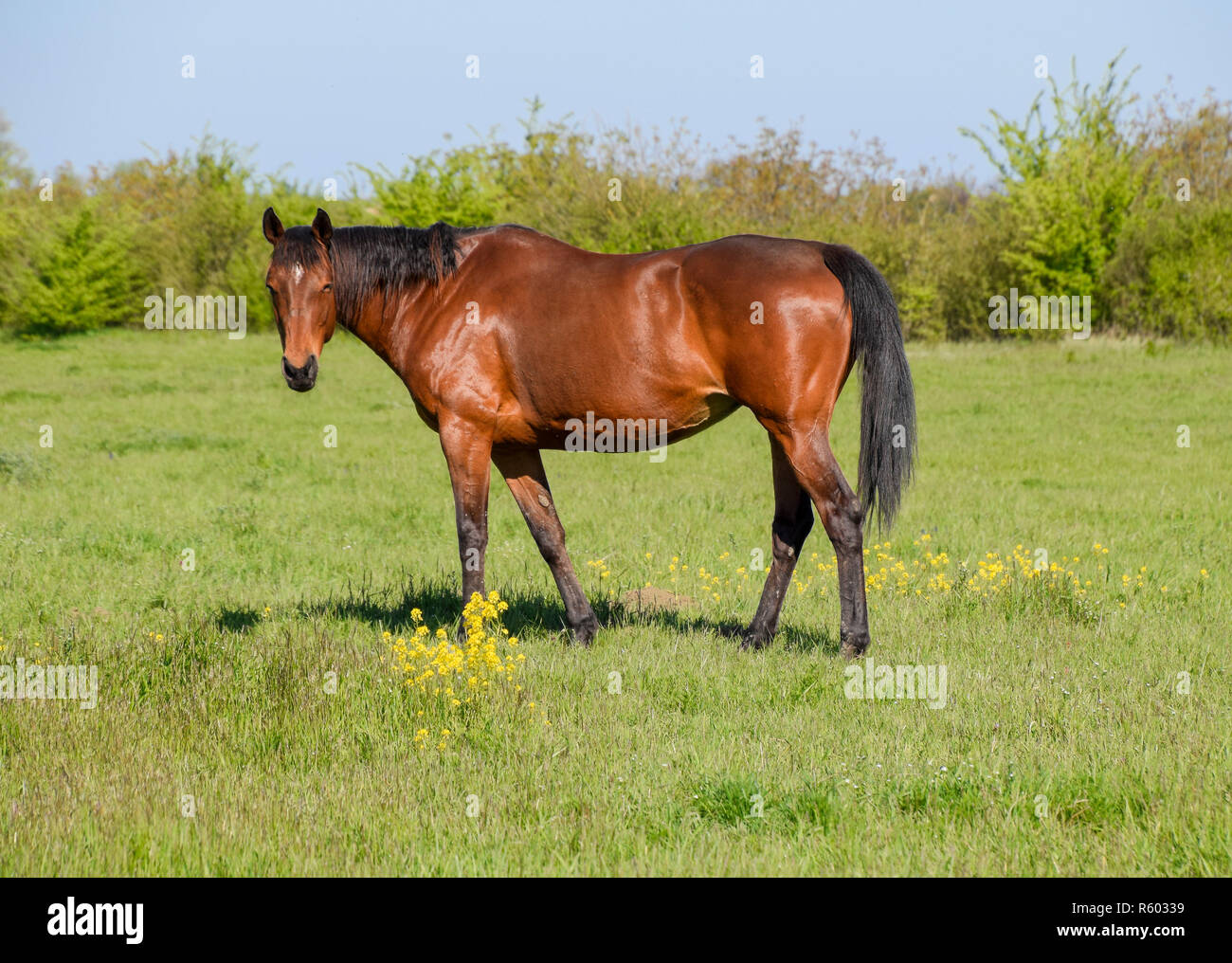 Horses graze in the pasture. Paddock horses on a horse farm. Wal Stock ...