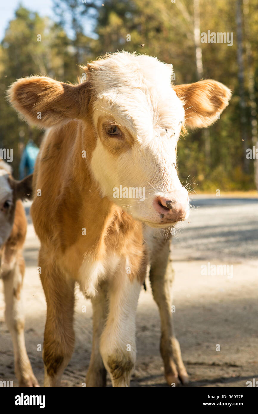 Skipping calf hi-res stock photography and images - Alamy