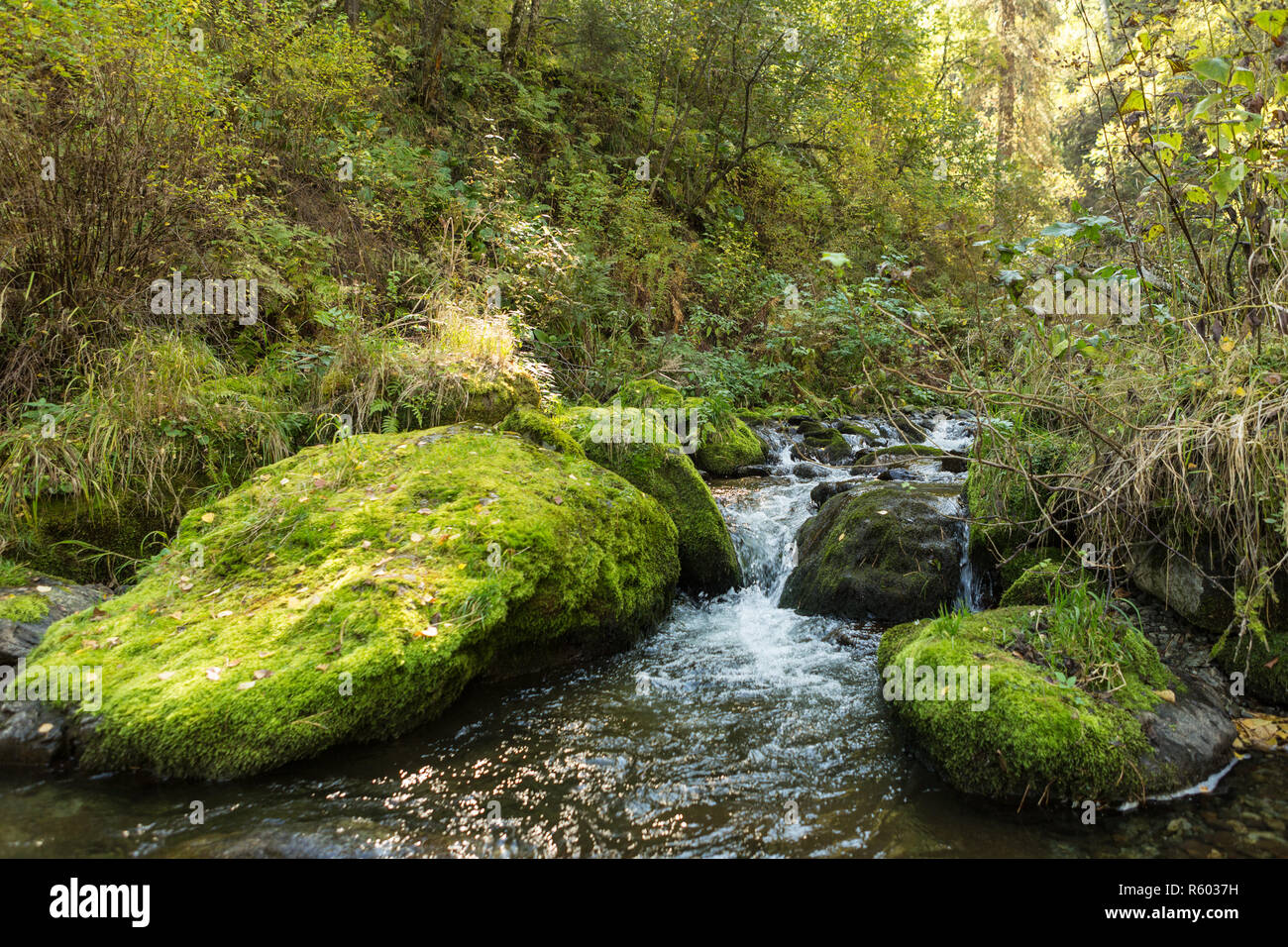 Overgrown gutters hi-res stock photography and images - Alamy