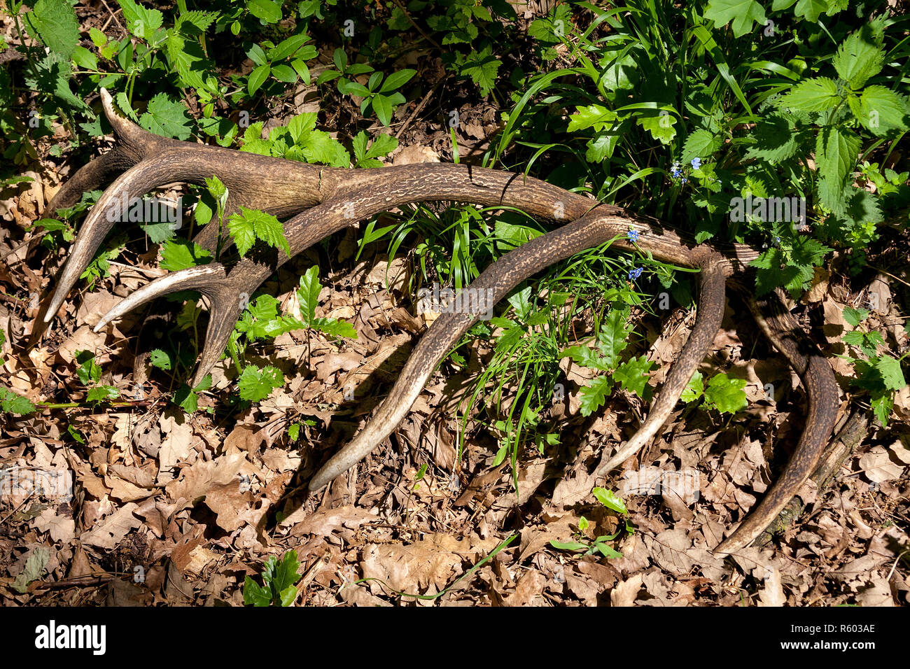 Big,very nice antler on the forest from Hungary Stock Photo - Alamy