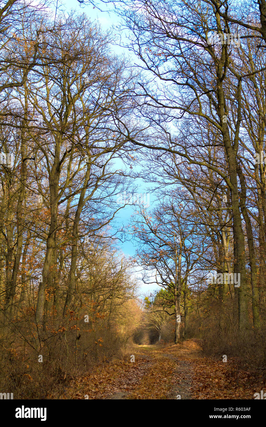 Hungarian oak tree hi-res stock photography and images - Alamy