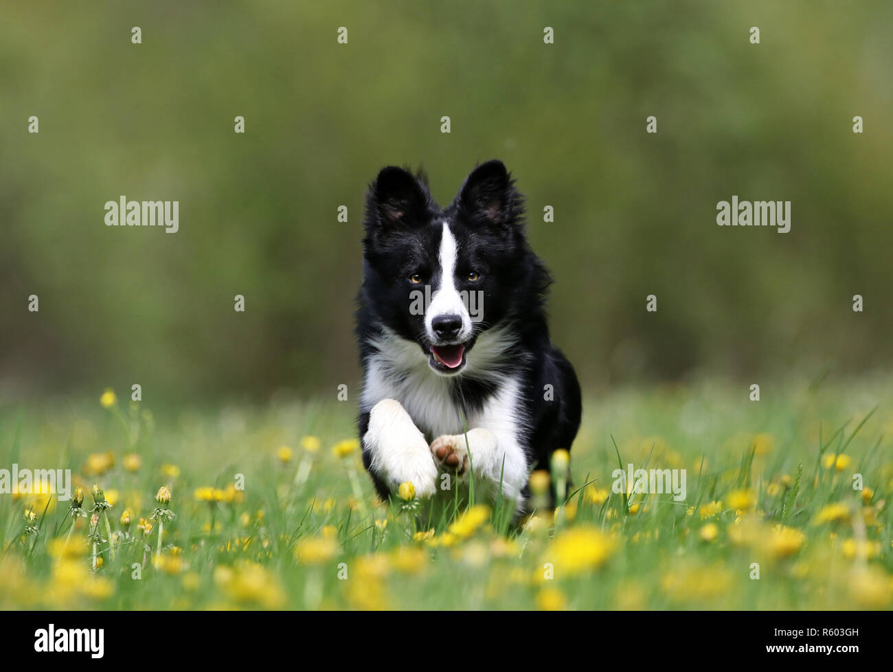 Wolf’s den hi-res stock photography and images - Alamy