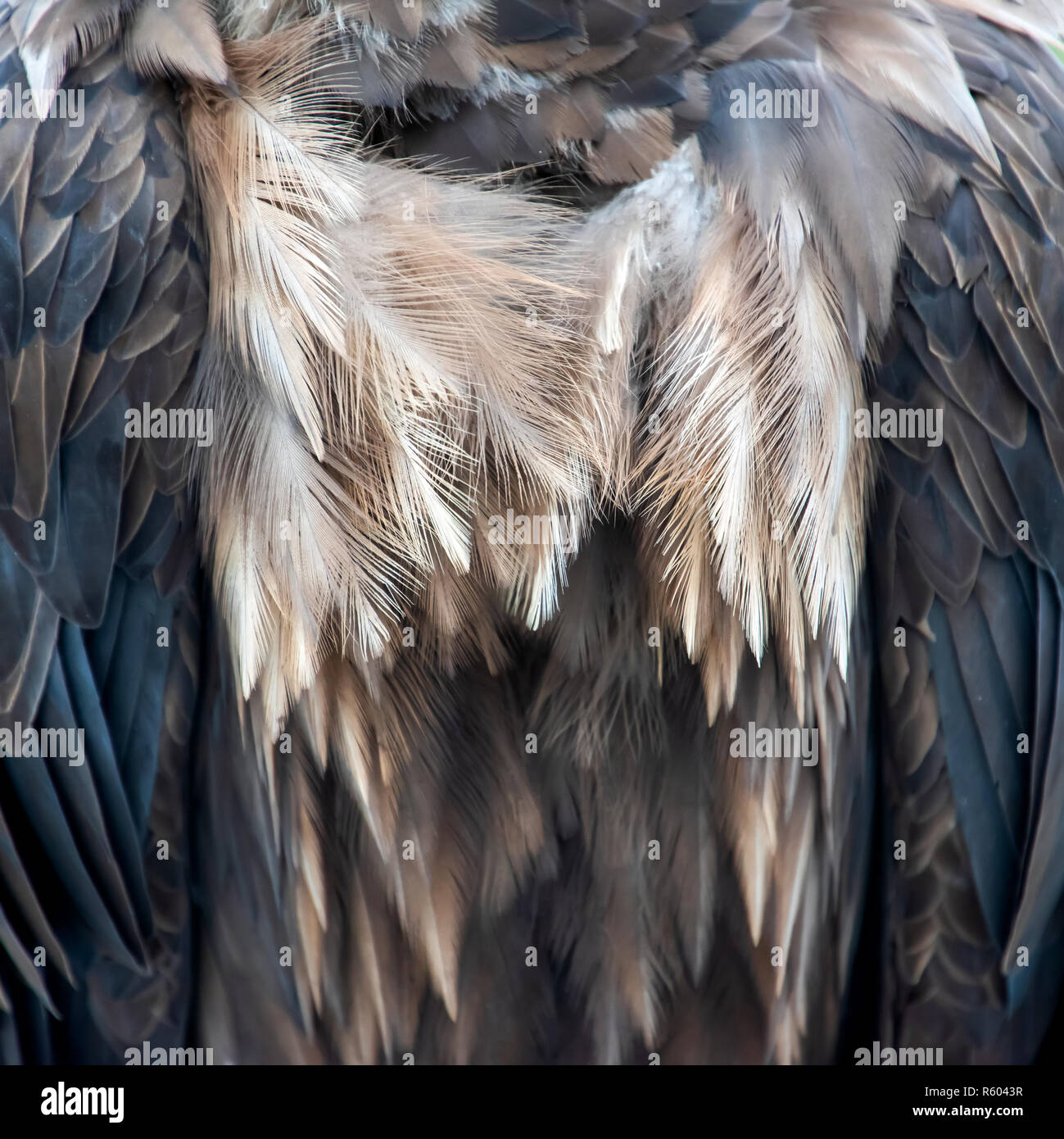 Beak texture hi-res stock photography and images - Alamy