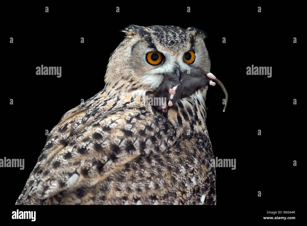 Wise mouse hi-res stock photography and images - Alamy