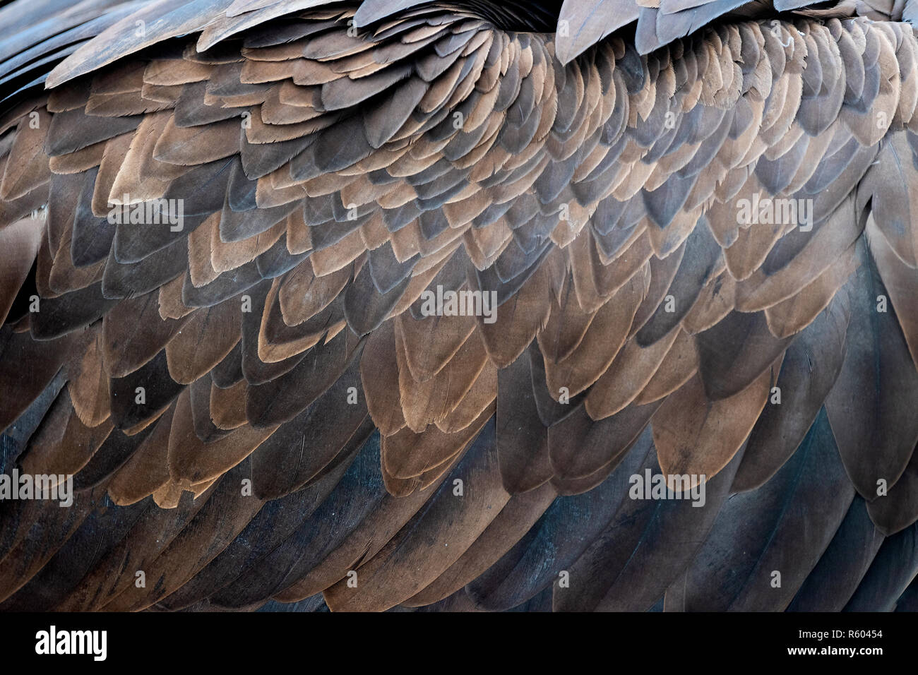 Beak texture hi-res stock photography and images - Alamy