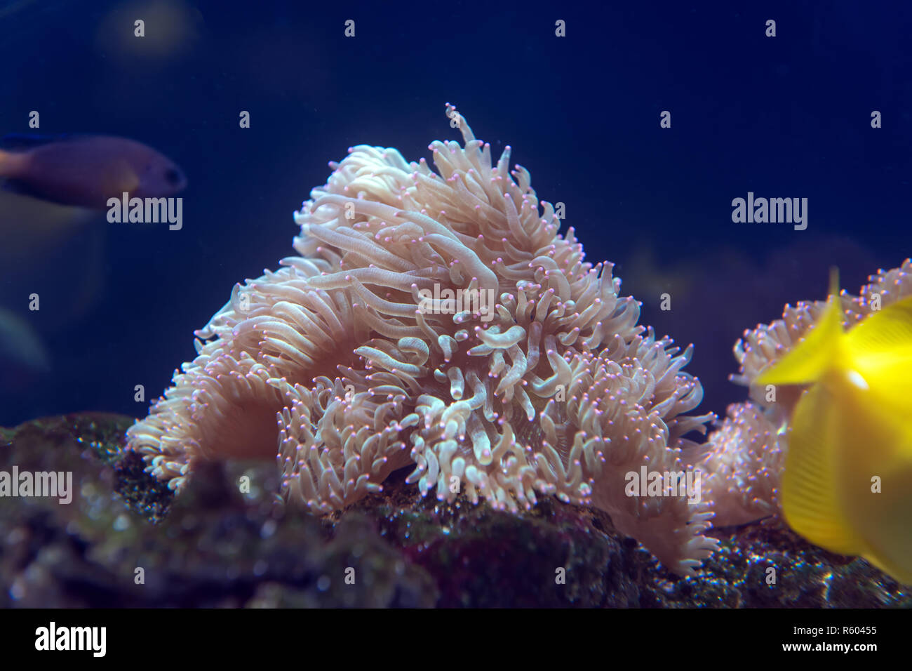 Great underwater world fish in aquarium Stock Photo - Alamy