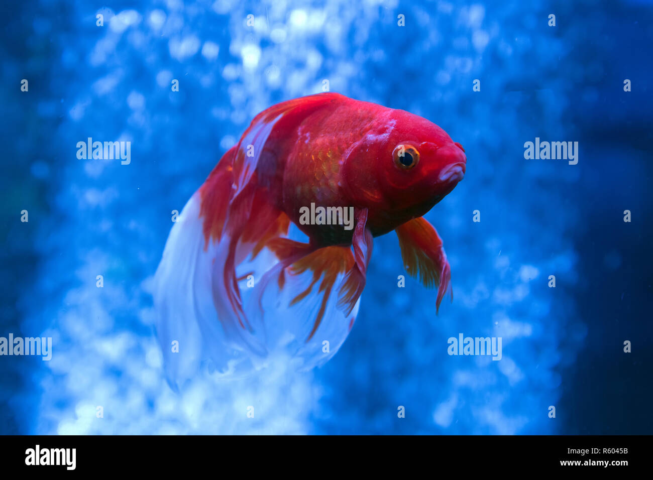 Gold fish aquarium hi-res stock photography and images - Alamy