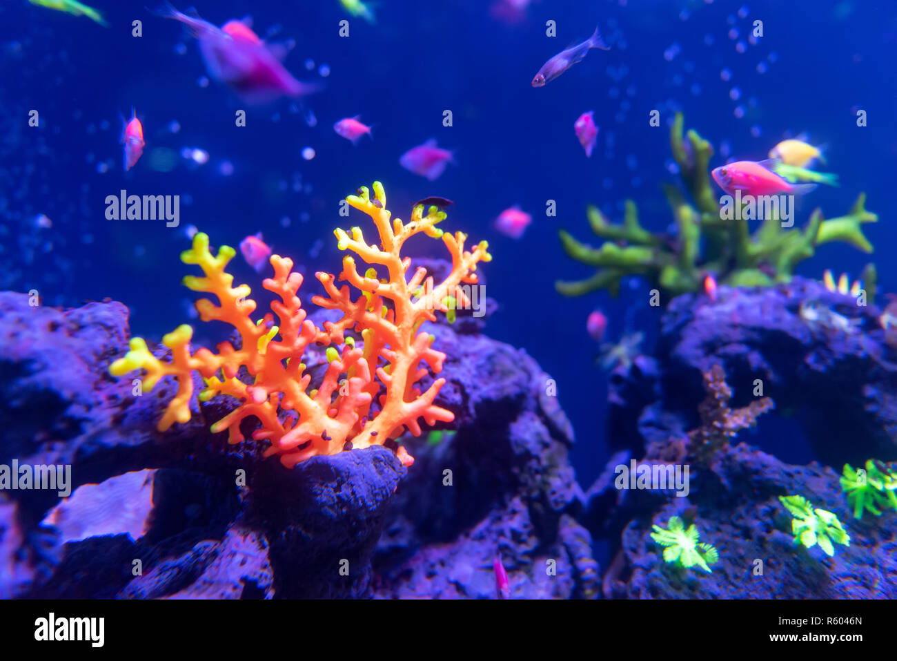 Underwater world fish Aquarium in the neon light Stock Photo - Alamy