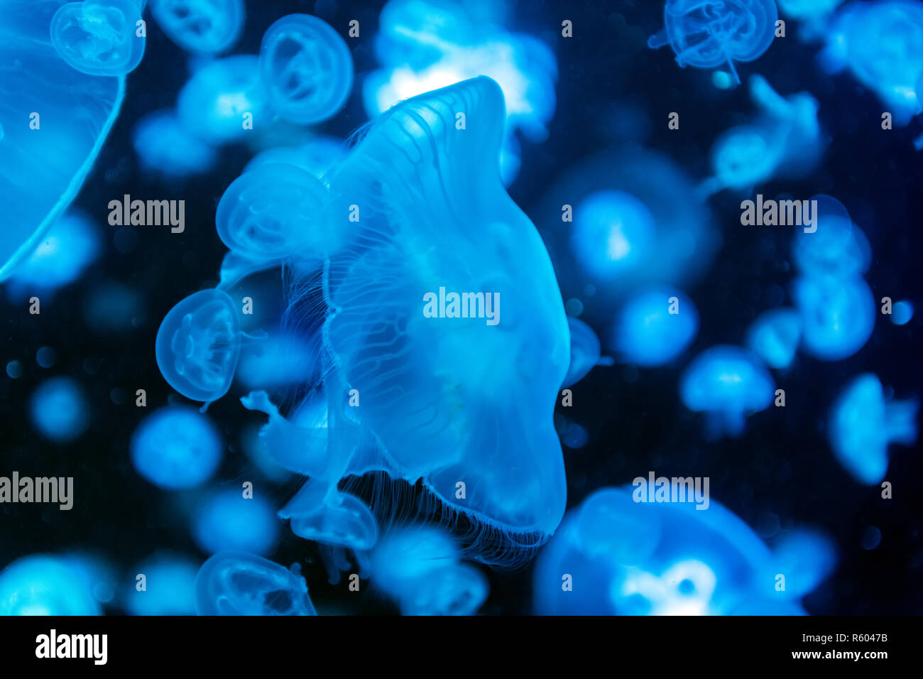 Aurelia jellyfish aurita colored translucent color and dark background ...