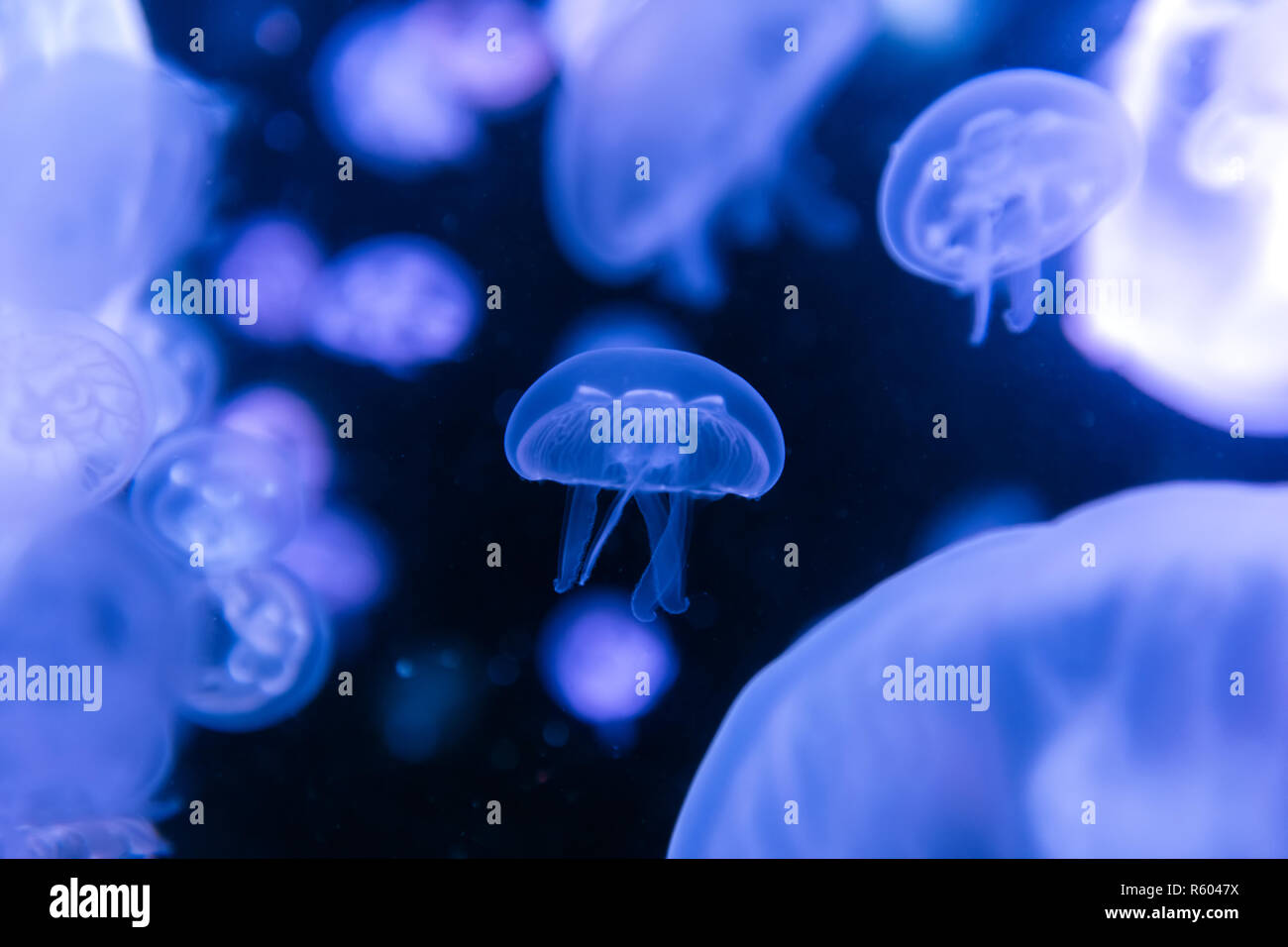 Aurelia jellyfish aurita colored translucent color and dark background ...