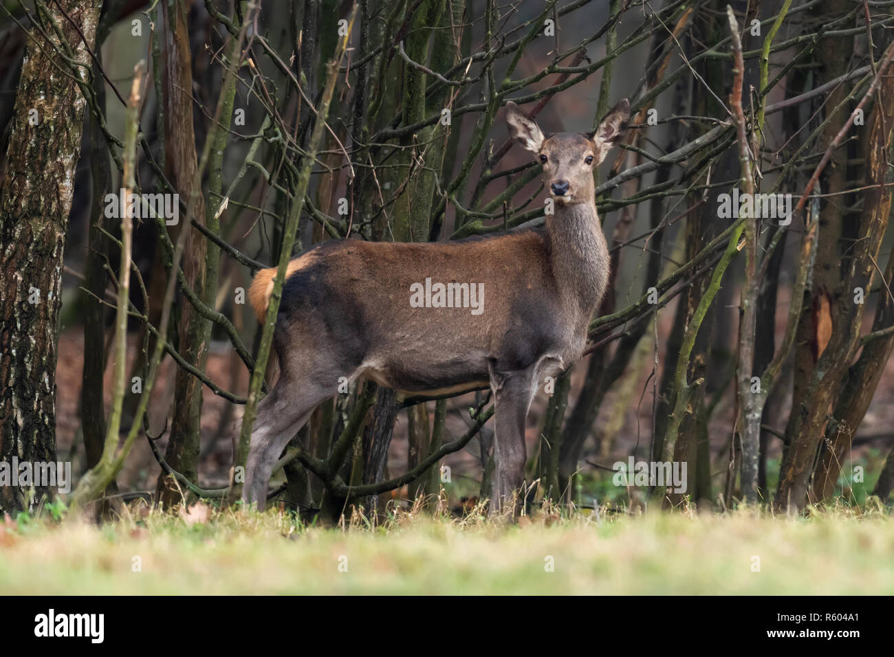 Female roe deer standing in autumn forest Stock Photo - Alamy