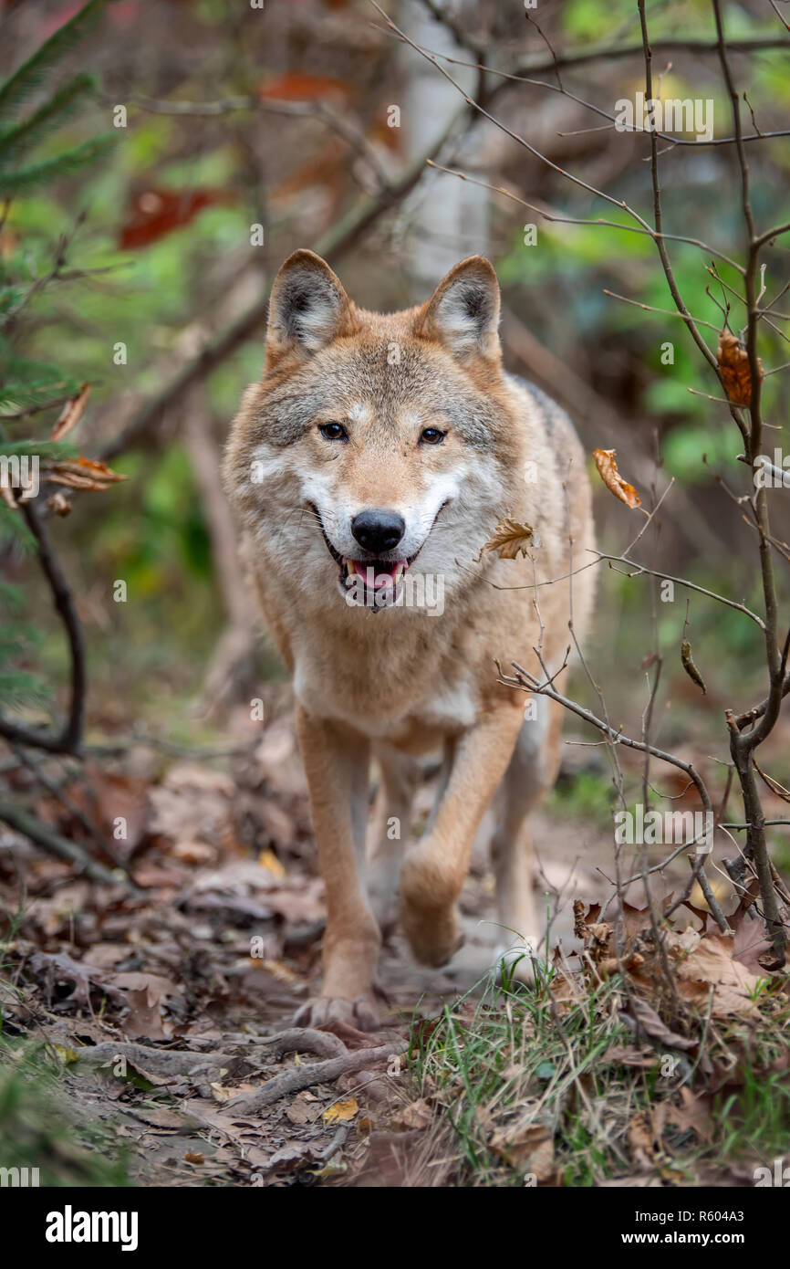 Timber wolve hi-res stock photography and images - Alamy