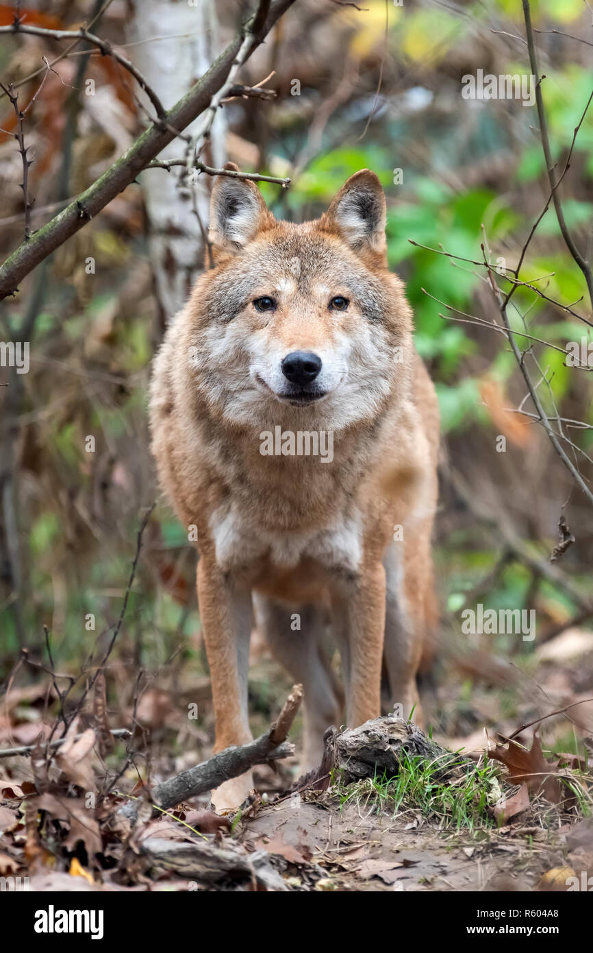 Wolve pack hi-res stock photography and images - Alamy