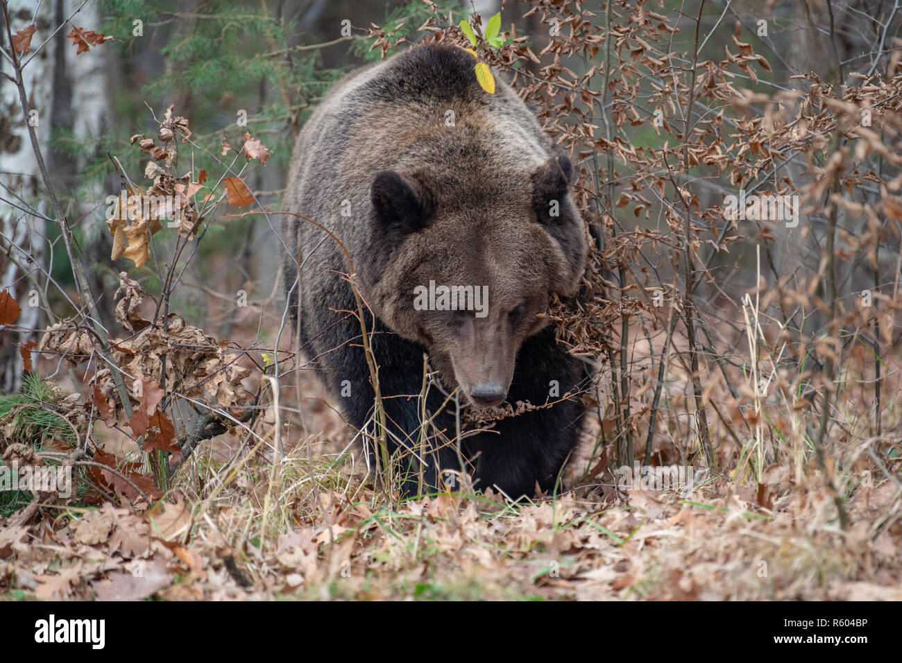 Close up big brown bear in autumn forest Stock Photo - Alamy
