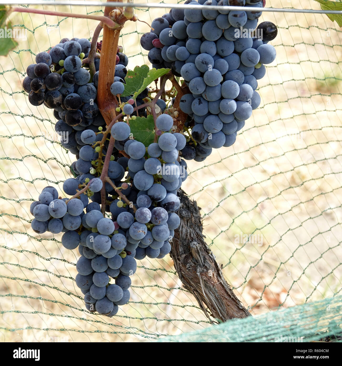 Wine grapes ripening on the vine in the Lake Chelan Wine Valley Stock ...