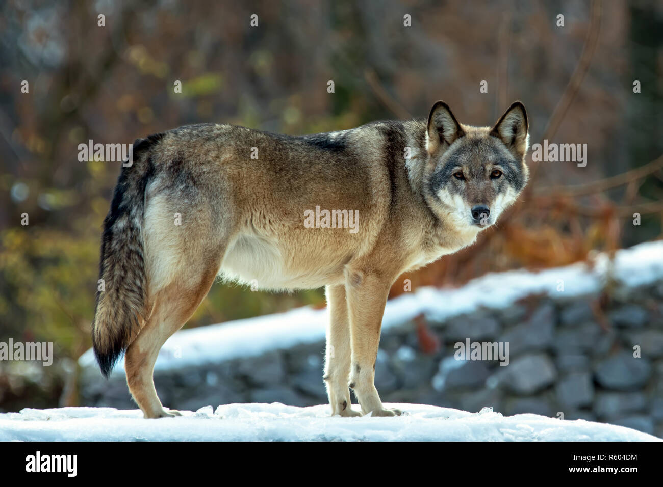 Timber wolf in a winter scene Stock Photo - Alamy