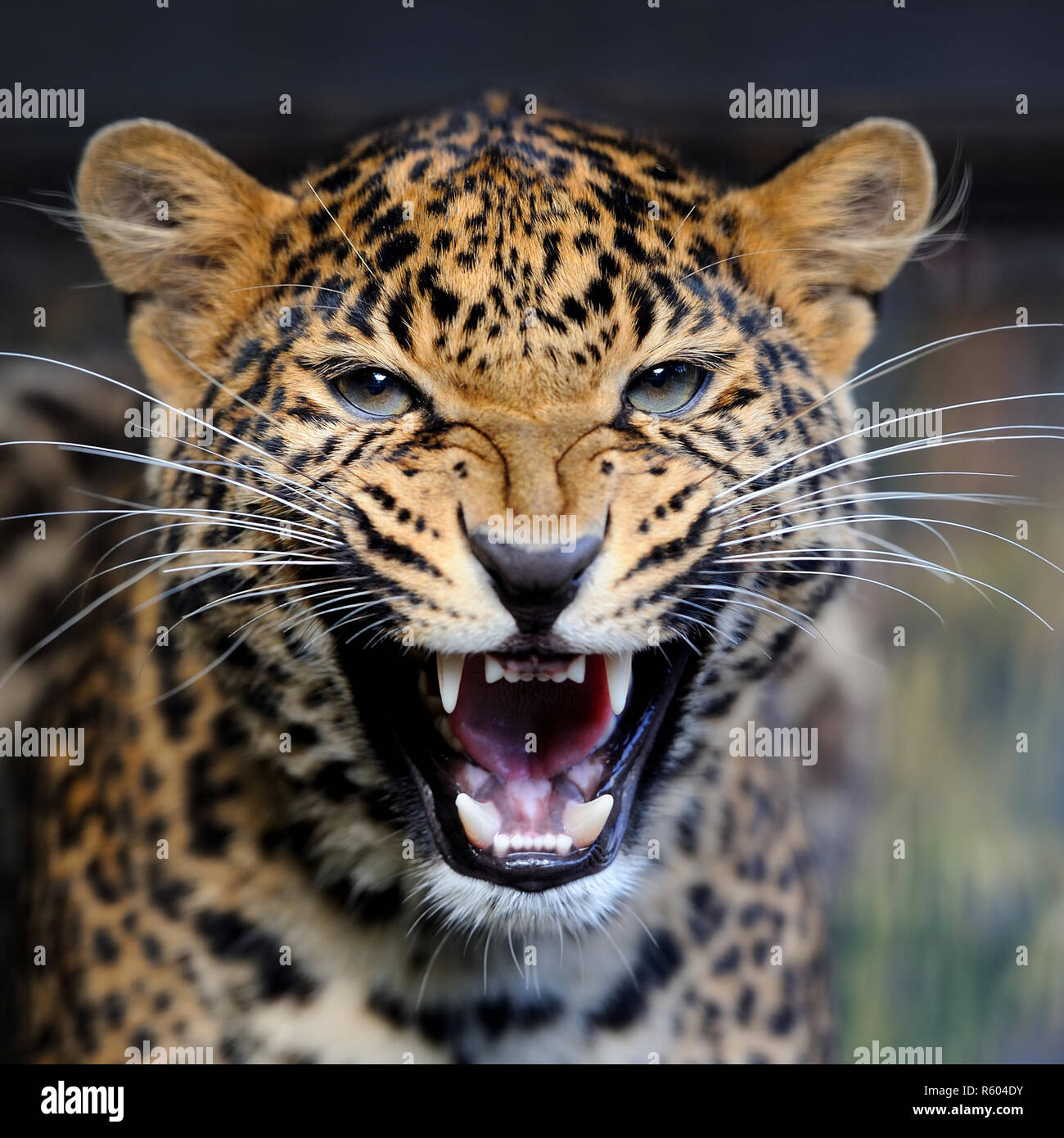 Portrait in nature hi-res stock photography and images - Alamy