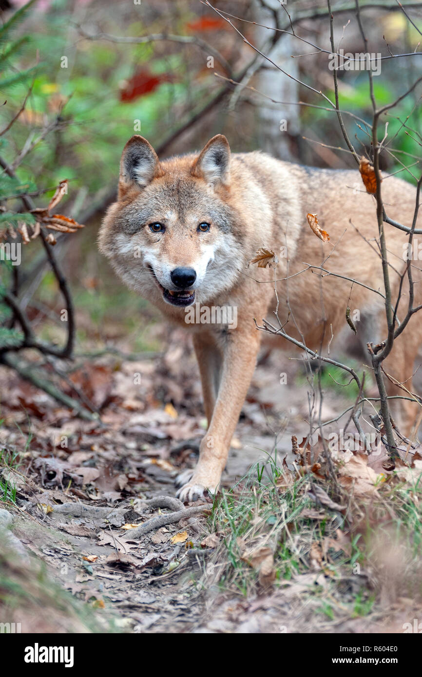 Timber wolve hi-res stock photography and images - Alamy