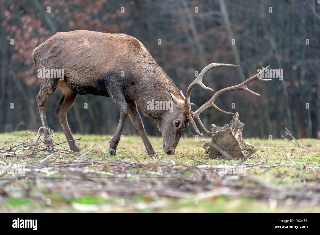 Roe deer fight the root of the tree in autumn forest Stock Photo - Alamy