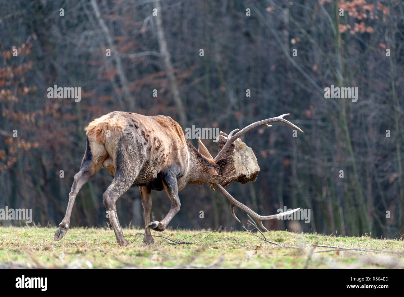 Roe deer fight hi-res stock photography and images - Alamy